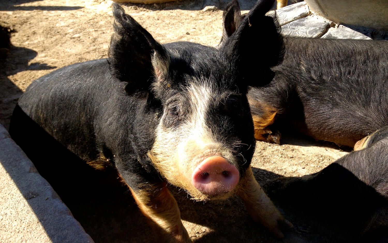 Our Farm - Kilgus Farmstead